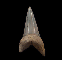 Colorful Isurus hastalis tooth for sale | Buried Treasure Fossils