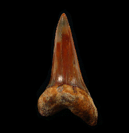 Isurus hastalis tooth from Sharktooth Hill | Buried Treasure Fossils
