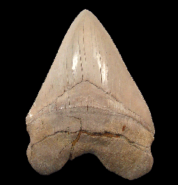 Bakersfield Megalodon tooth for sale | Buried Treasure Fossils