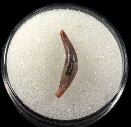 Large Sharktooth Hill Dolphin Tooth for sale | Buried Treasure Fossils
