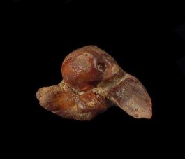 Bakersfield Dolphin ear bone for sale | Buried Treasure Fossils