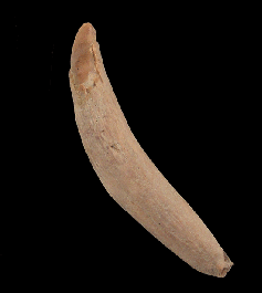 Sharktooth Hill Aulophyseter tooth for sale | Buried Treasure Fossils