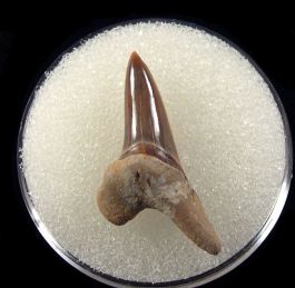 Texas Cretoxyrhina mantelli tooth for sale | Buried Treasure Fossils