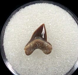 Squalicorax falcatus tooth for sale | Buried Treasure Fossils