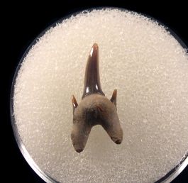 Cretaceous Leptostyrax tooth for sale | Buried Treasure Fossils