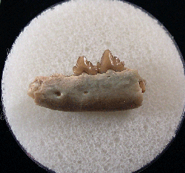 Hesperocyon gregarius jaw - Brule Fm. | Buried Treasure Fossils