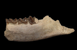 Hyracodon nebraskensis jaw - Brule Fm. | Buried Treasure Fossils