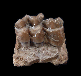 Merycoidodon gracilis teeth - Brule Fm. | Buried Treasure Fossils