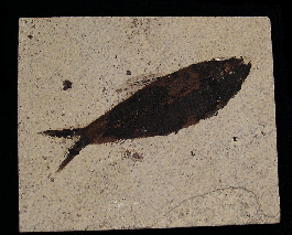 Green River Knightia fossil fish for sale | Buried Treasure Fossils