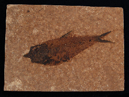 Wyoming Fossil fish for sale - Knightia – cheap | Buried Treasure Fossils
