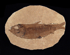 Knightia eocaena fossil fish - X464d | Buried Treasure Fossils
