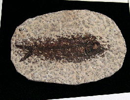 Knightia eocaena fossil fish - X464e | Buried Treasure Fossils