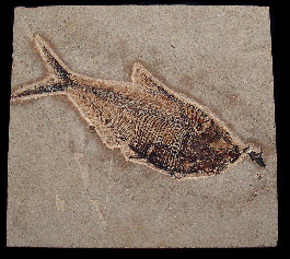 Large Diplomystus Fossil fish for sale | Buried Treasure Fossils