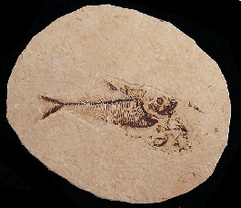 Diplomystus fish - X479f | Buried Treasure Fossils