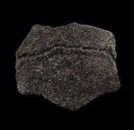 Turtle Shell fossil for sale from Northern Florida | Buried Treasure ...