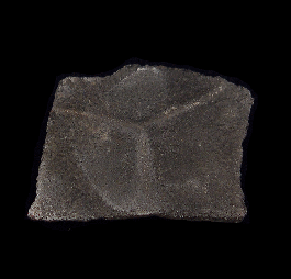 Turtle Shell fossil - Northern Florida | Buried Treasure Fossils