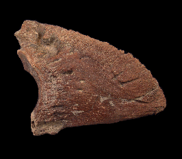 Fossil bison hoof core | Buried Treasure Fossils