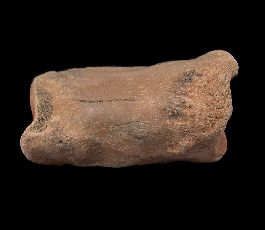 Fossil bison foot bone | Buried Treasure Fossils