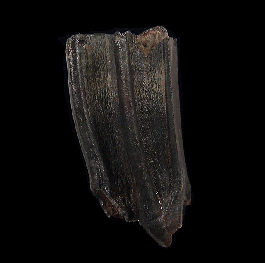 Florida Fossil Horse tooth | Buried Treasure Fossil