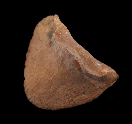 Fossil horse hoof core | Buried Treasure Fossils