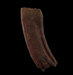 Pleistocene-aged fossil horse tooth | Buried Treasure Fossils
