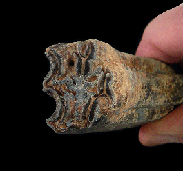 Fossil horse tooth from So. Carolina | Buried Treasure Fossils