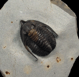 Diademaproetus praecursor trilobite from Morocco | Buried Treasure Fossils