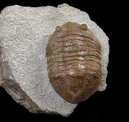 Neoasaphus cornutus for sale | Buried Treasure Fossils