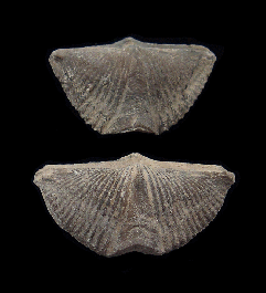 Mucrospirifer thedfordensis - Devonian | Buried Treasure Fossils
