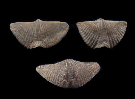 Mucrospirifer thedfordensis brachiopods | Buried Treasure Fossils