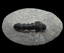 Campodus tooth | Buried Treasure Fossils