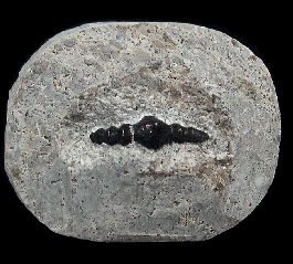 Orodus tooth for sale | Buried Treasure Fossils