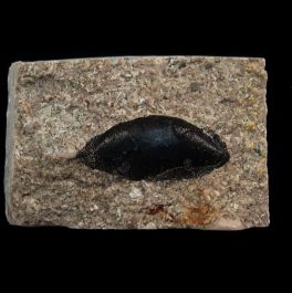 Sandalodus tooth | Buried Treasure Fossils