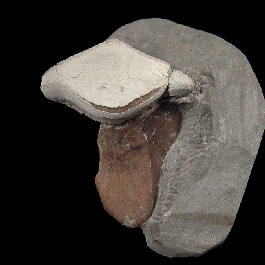 Mississippian Campodus tooth for sale | Buried Treasure Fossils