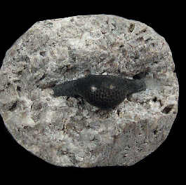 Kentucky Campodus tooth for sale | Buried Treasure Fossils