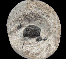 Helodus shark tooth | Buried Treasure Fossils