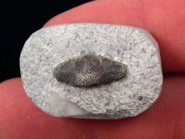 Helodus appendiculatus