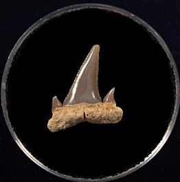 Argentine Carcharoides totuserratus tooth for sale | Buried Treasure ...