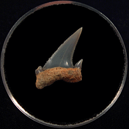 Argentine Carcharoides totuserratus tooth | Buried Treasure Fossils