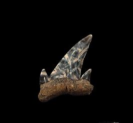 Serrated Carcharoides totuserratus tooth | Buried Treasure Fossils