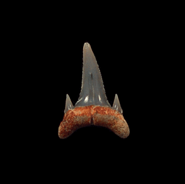 Chubut Province Carcharoides totuserratus tooth for sale | Buried ...