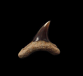 Alopias superciliosus tooth - Australia | Buried Treasure Fossils