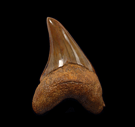 Parotodus benedeni shark tooth - Australia | Buried Treasure Fossils