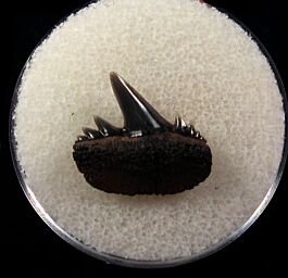 Belgium Notorynchus primigenius upper jaw tooth | Buried Treasure Fossils