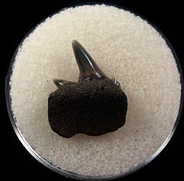 Belgium Cow shark tooth | Buried Treasure Fossils