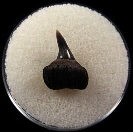 Belgium Notorynchus primigenius parasymphyseal tooth | Buried Treasure ...