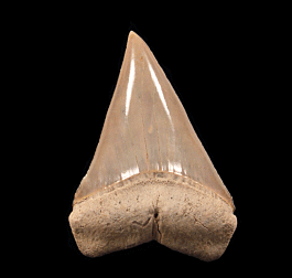Extra large Carcharodon hubbelli tooth | Buried Treasure Fossils