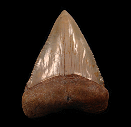 Extra large Carcharodon carcharias tooth for sale | Buried Treasure Fossils