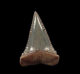 Carcharodon carcharias juvenile tooth | Buried Treasure Fossils