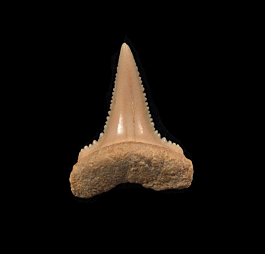 Carcharodon carcharias juvenile tooth for sale | Buried Treasure Fossils